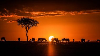 Best High Quality 24/7 Kenya Webcams Live Stream.
